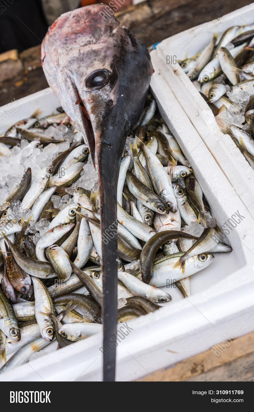 Large Swordfish On Top Image & Photo (Free Trial) | Bigstock