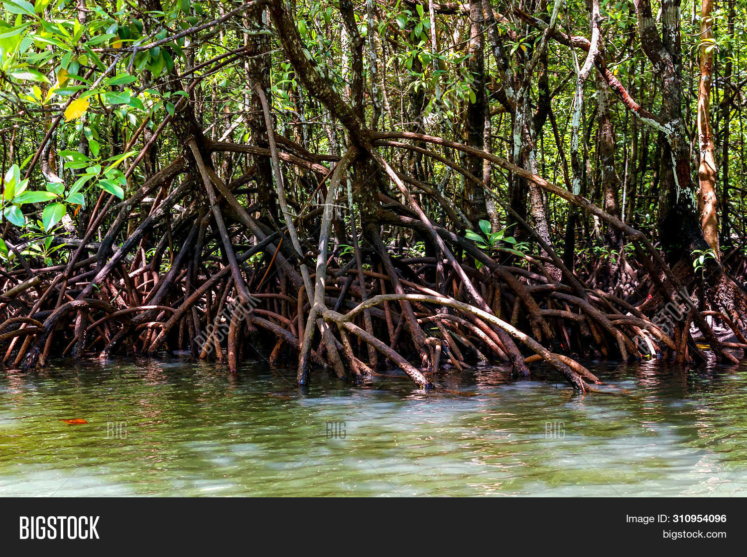 Roots Mangrove Forests Image & Photo (Free Trial) | Bigstock
