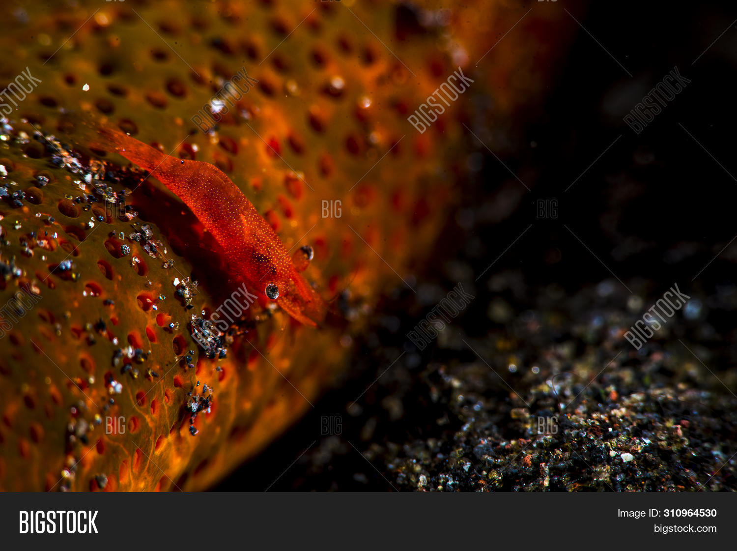 Shrimp Riding Colorful Image & Photo (Free Trial) | Bigstock