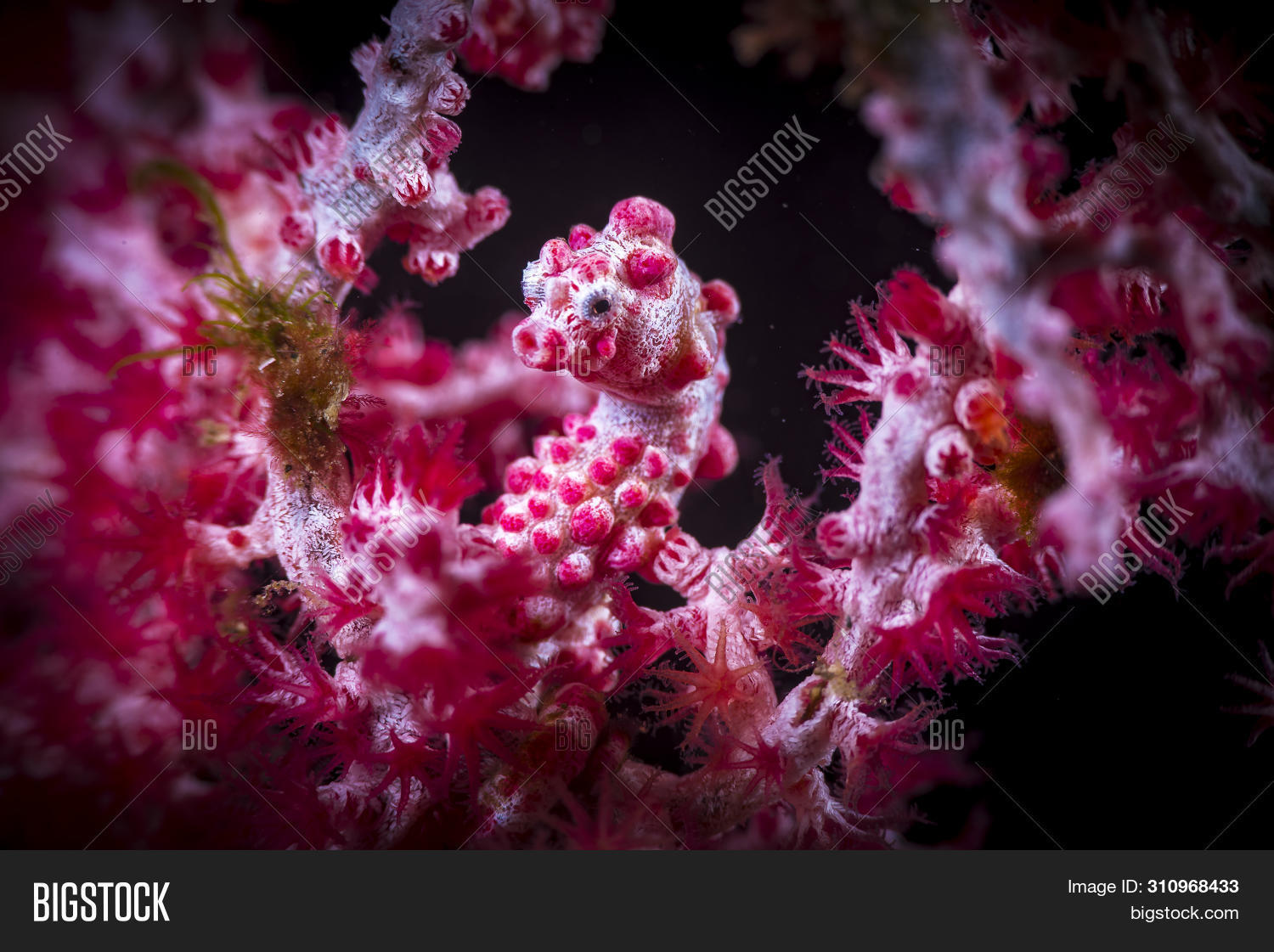 Beautiful Pygmy Image & Photo (Free Trial) | Bigstock