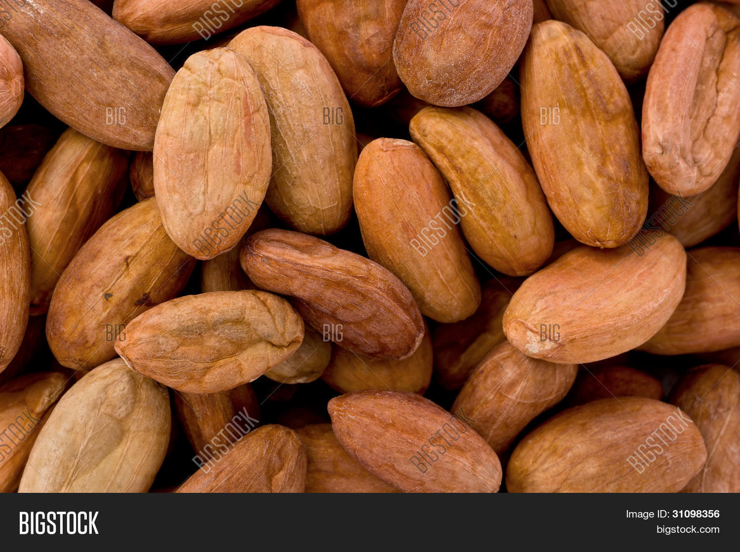 Raw Cacao Beans ( Image & Photo (Free Trial) | Bigstock