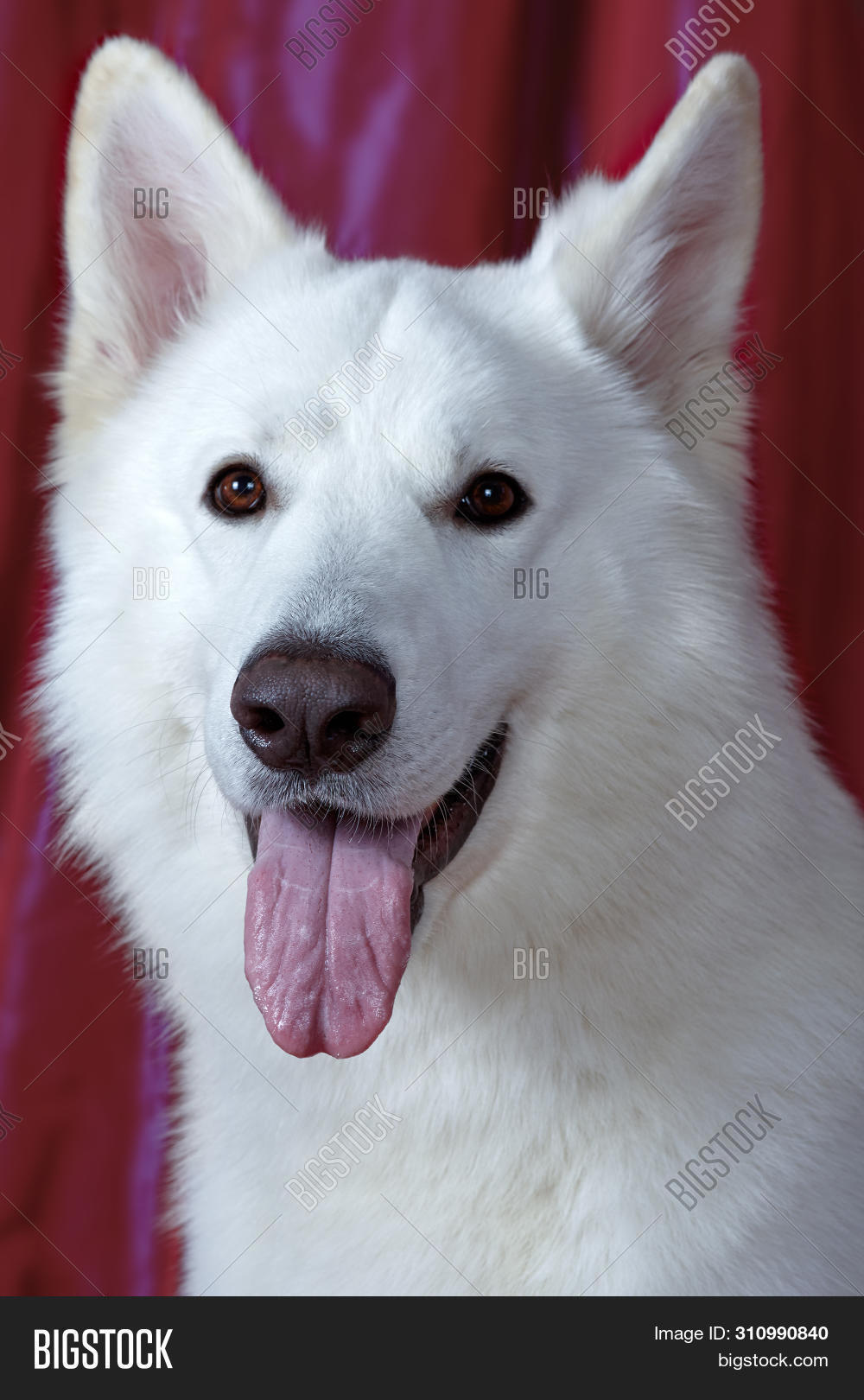 Beautiful Dog Snowy Image & Photo (Free Trial) | Bigstock