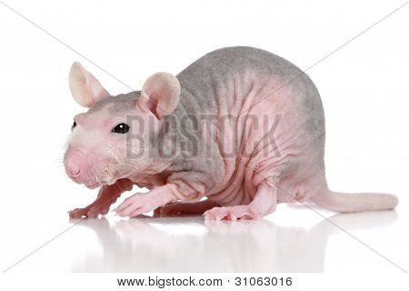 Hairless Rat On White Image & Photo (Free Trial) | Bigstock