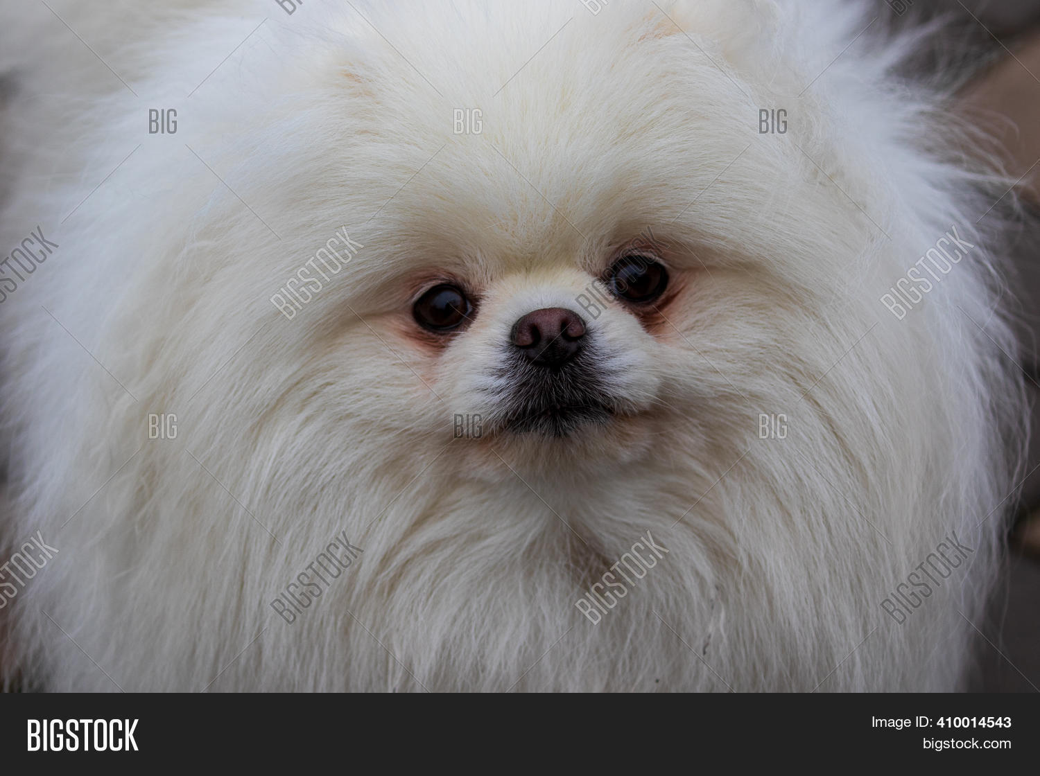 Bright White Spitz Image & Photo (Free Trial) | Bigstock