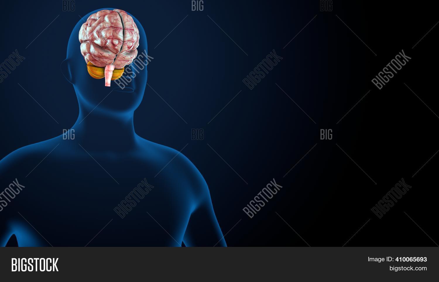 3d Render Male Human Image & Photo (Free Trial) | Bigstock
