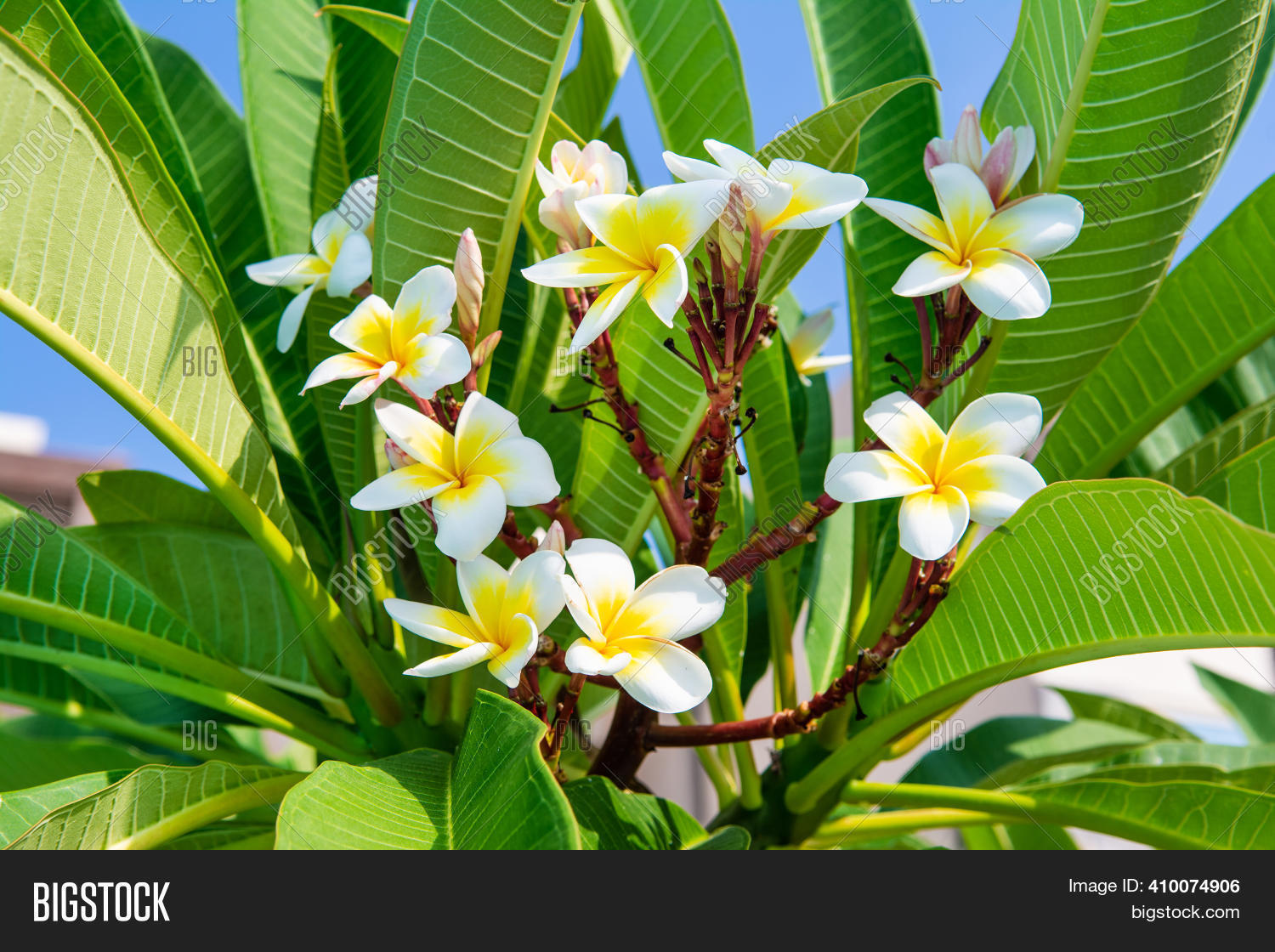 Frangipani Tree White Image & Photo (Free Trial) | Bigstock