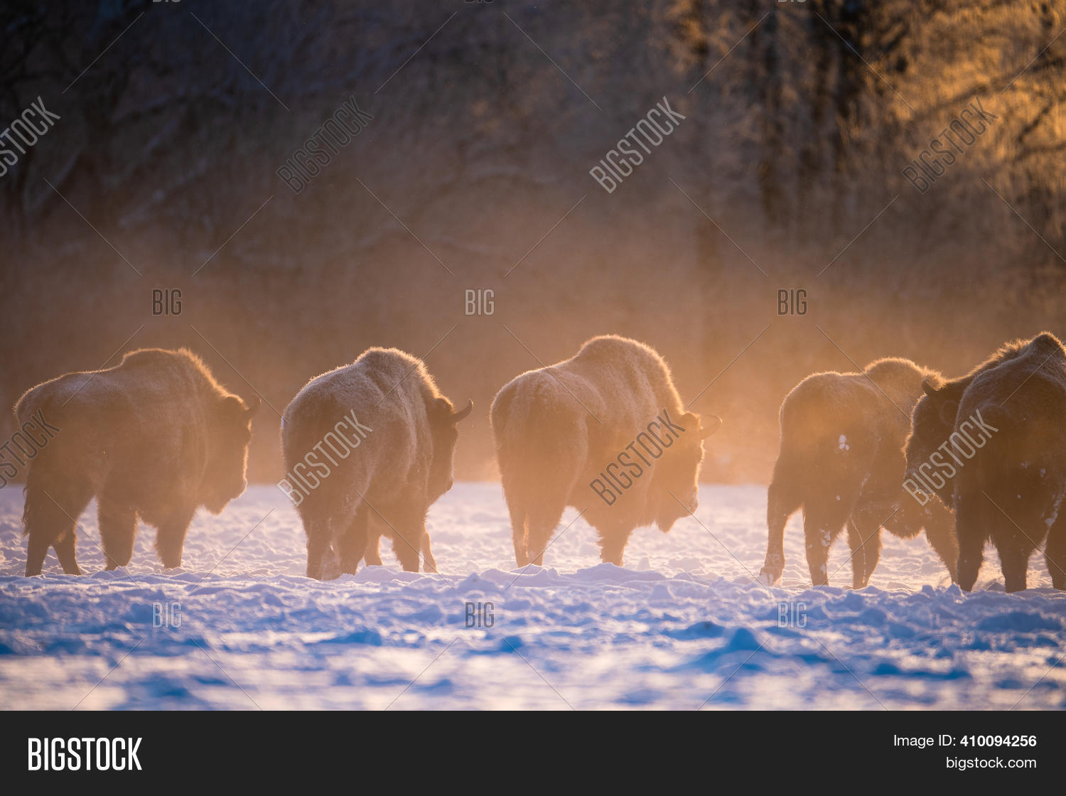 Herd Bisons Walking On Image & Photo (Free Trial) | Bigstock