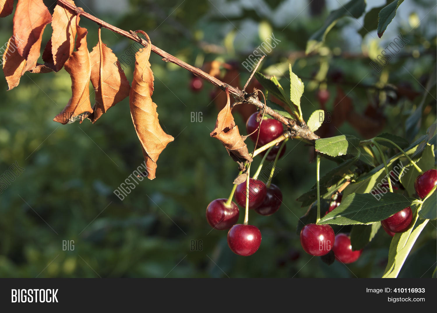 Cherry-tree Diseases. Image & Photo (Free Trial) | Bigstock