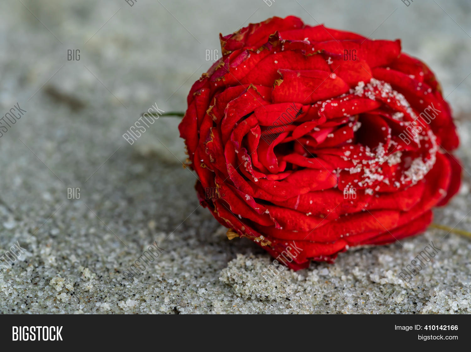 Red Rose On Beach Sand Image & Photo (Free Trial) | Bigstock