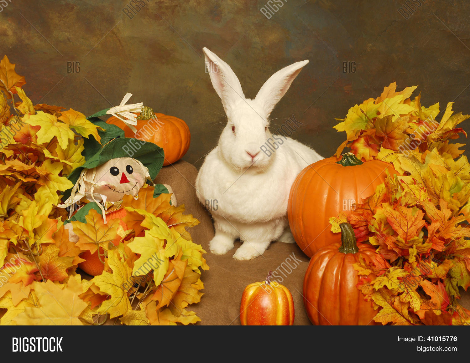 White Rabbit Pumpkins Image & Photo (Free Trial) | Bigstock