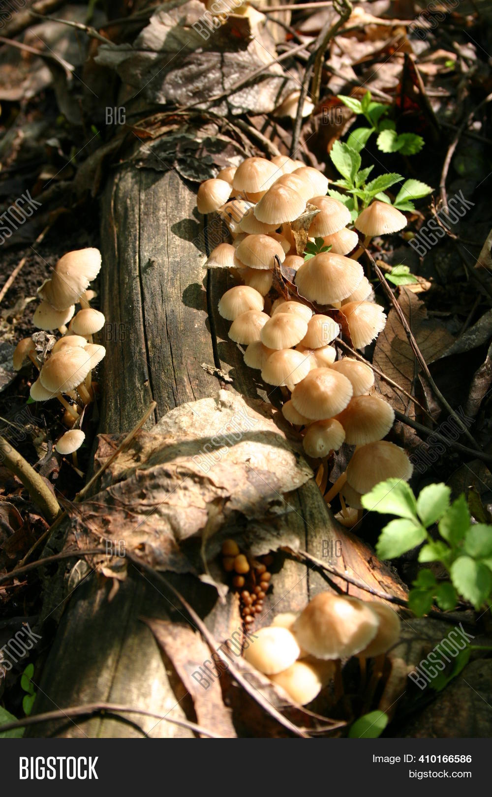 Type Species Mycena Image & Photo (Free Trial) | Bigstock