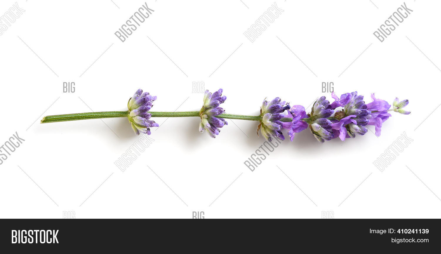 Lavender Flower Image & Photo (Free Trial) | Bigstock