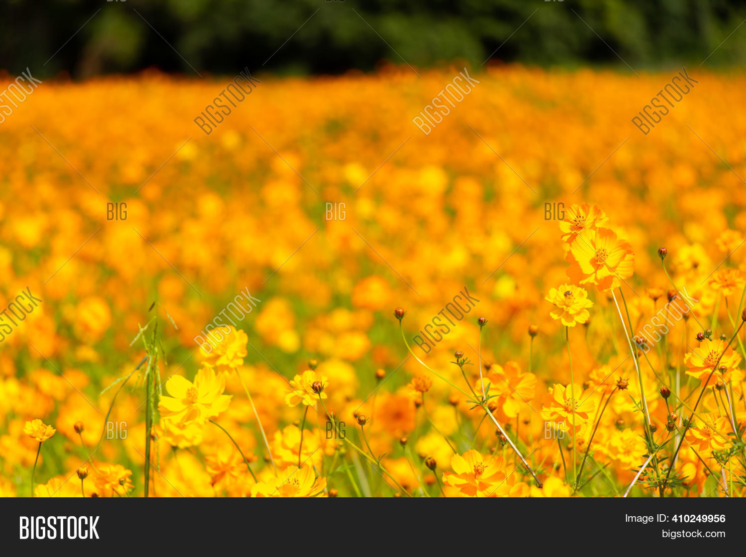 Beautiful Yellow Color Image & Photo (Free Trial) | Bigstock