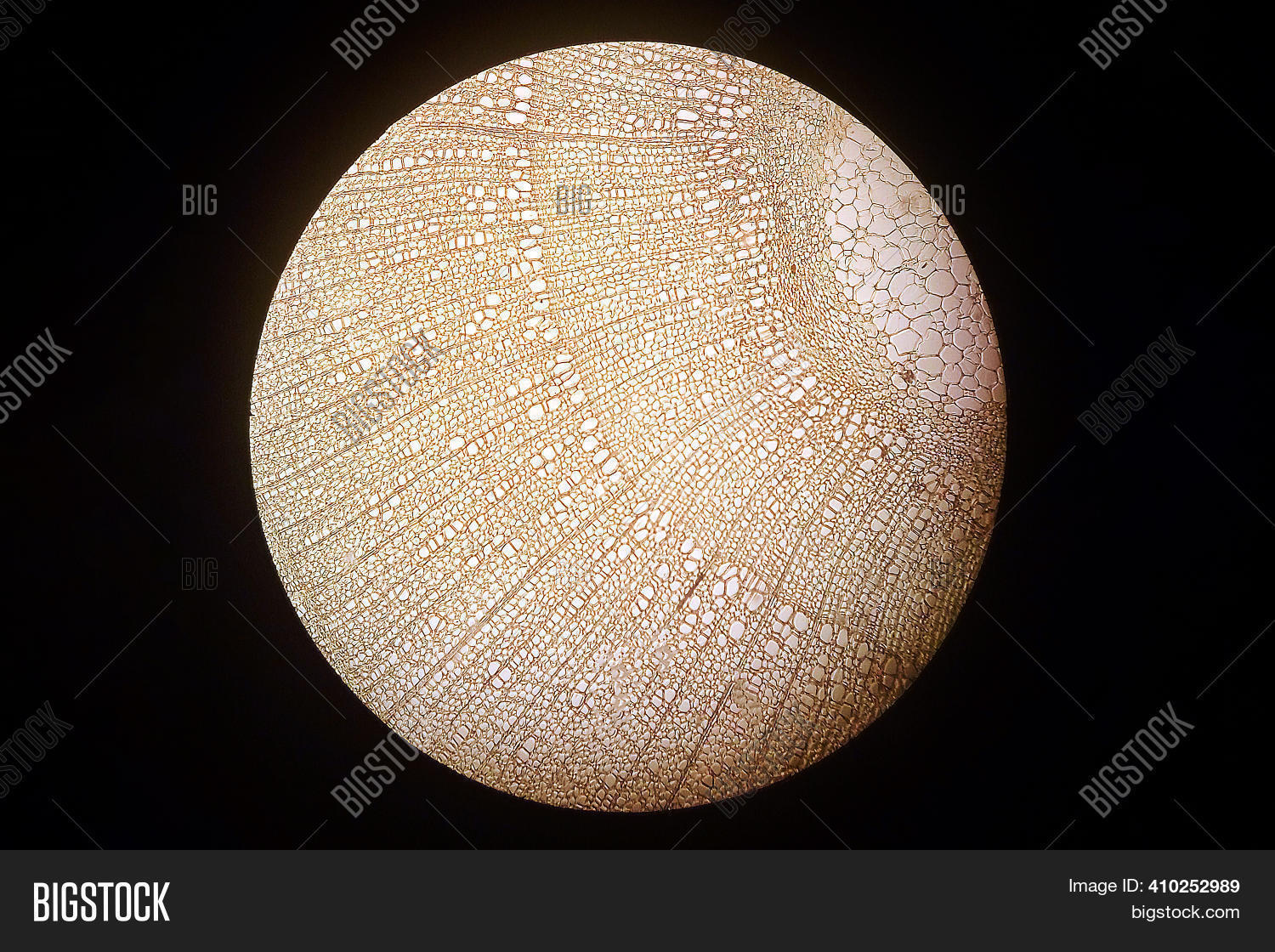 Real Photo Plant Cells Image & Photo (Free Trial) | Bigstock