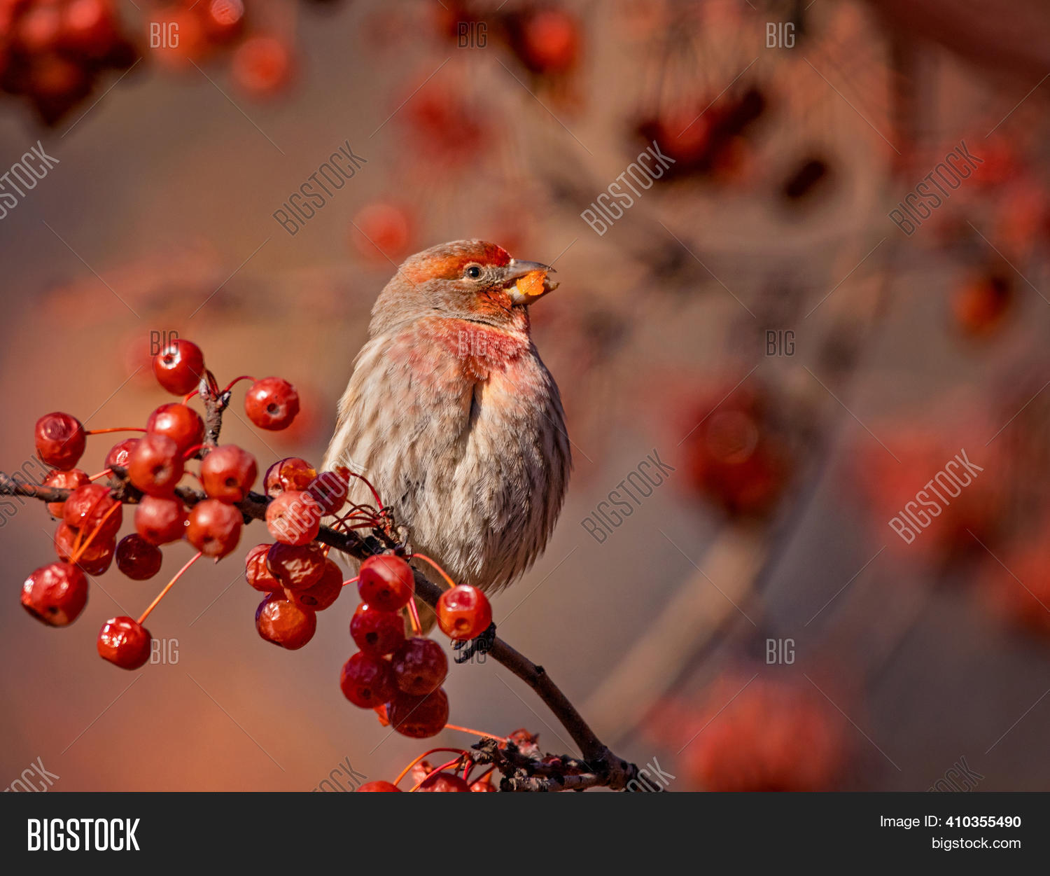 Male House Finch Image & Photo (Free Trial) | Bigstock