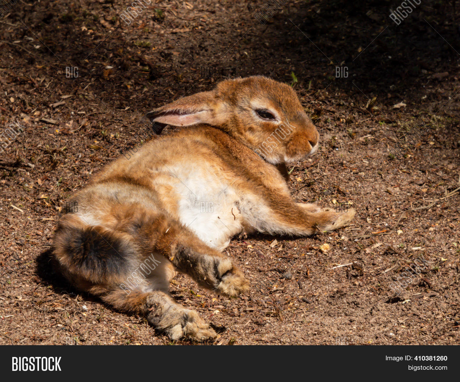 Cute Fluffy Brown Image & Photo (Free Trial) | Bigstock
