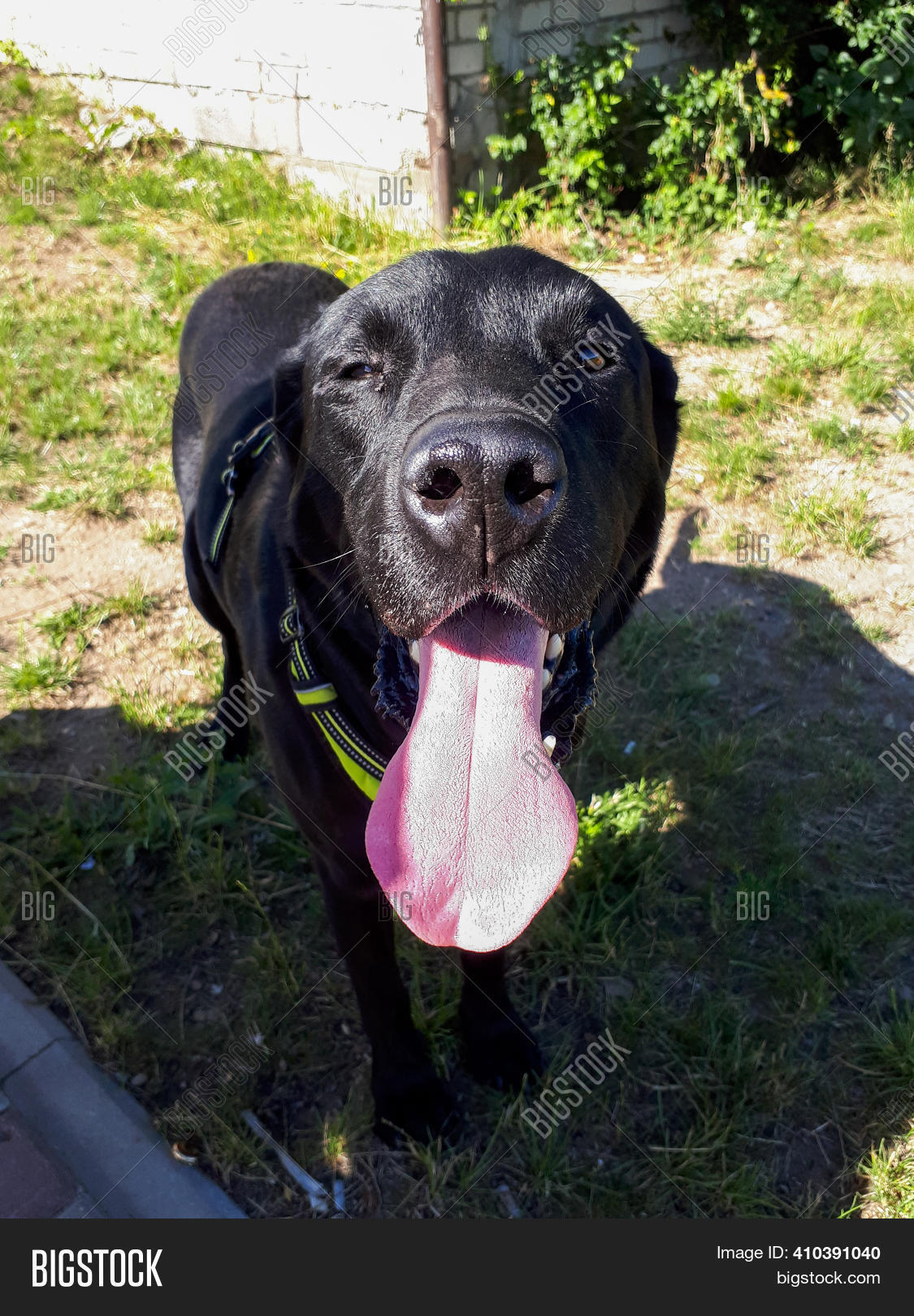 Happy Black Labrador Image & Photo (Free Trial) | Bigstock