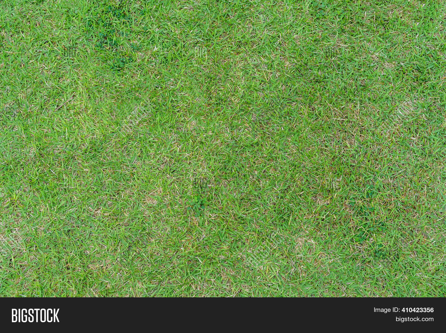 Green Grass Texture Image & Photo (Free Trial) | Bigstock