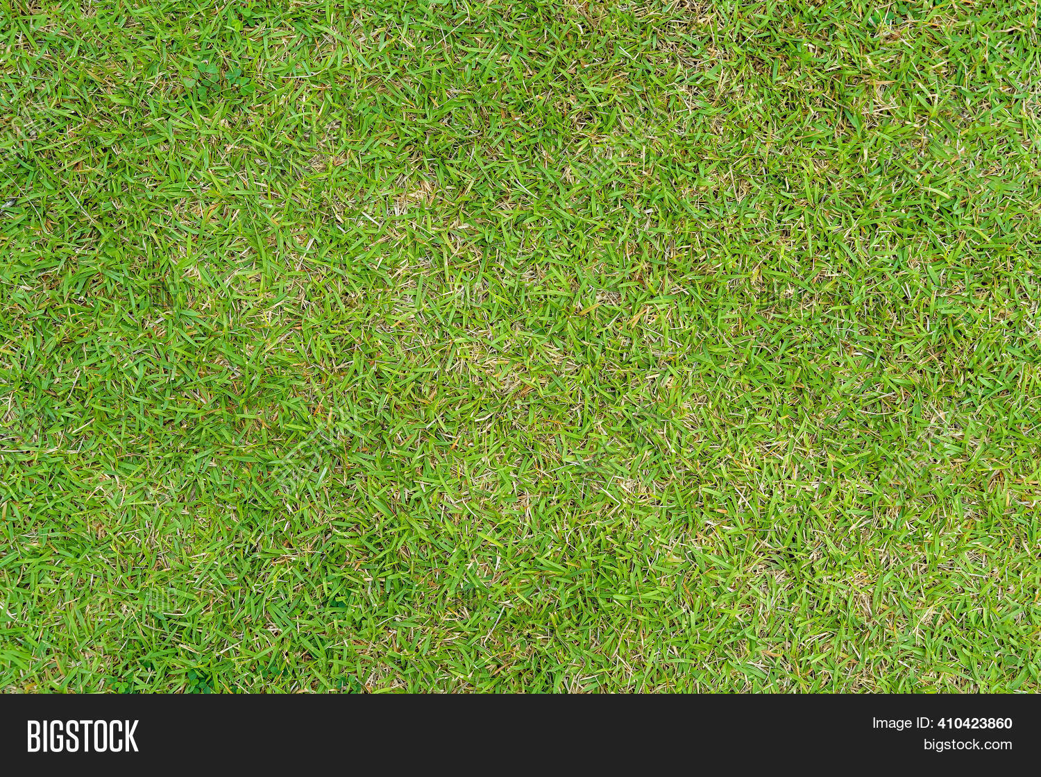 Green Grass Texture Image & Photo (Free Trial) | Bigstock