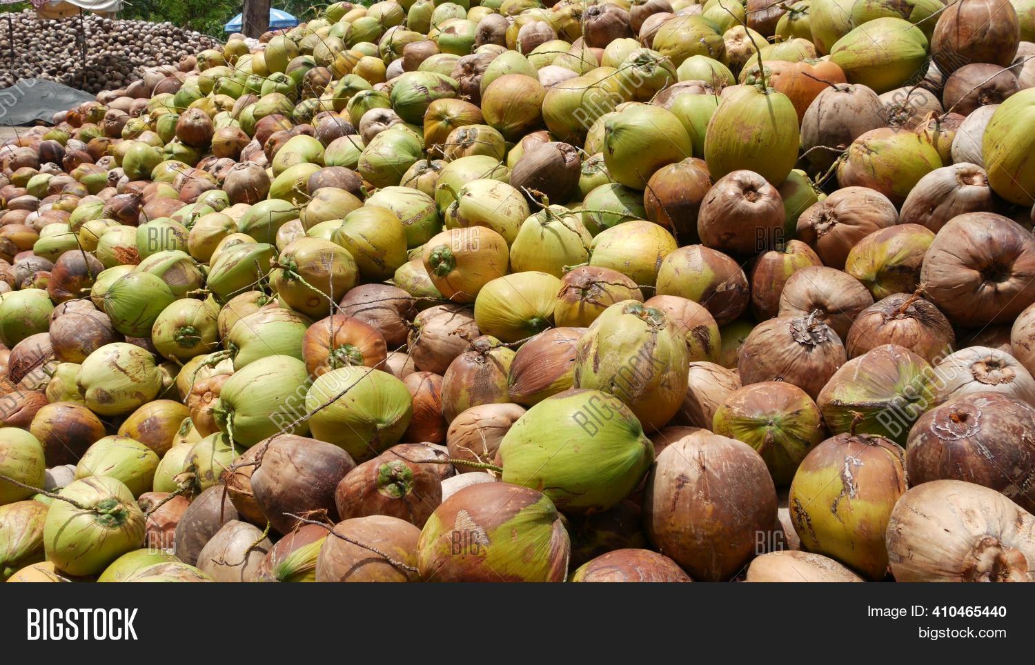 Coconut Farm Nuts Image & Photo (Free Trial) | Bigstock