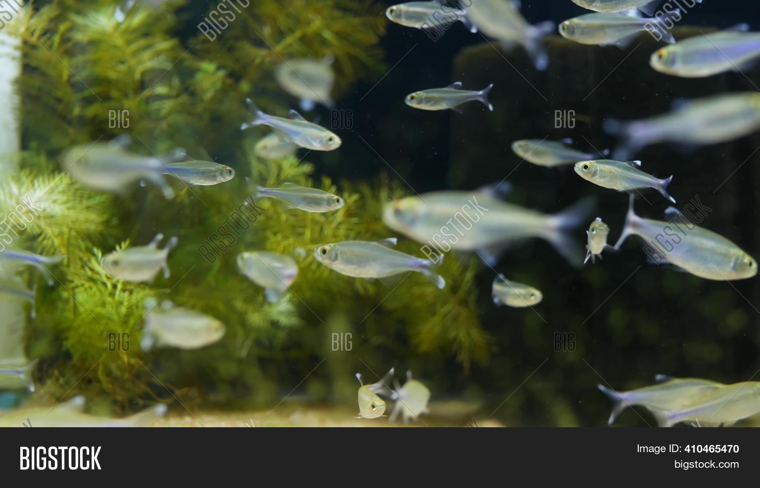 Diversity Tropical Image & Photo (Free Trial) | Bigstock
