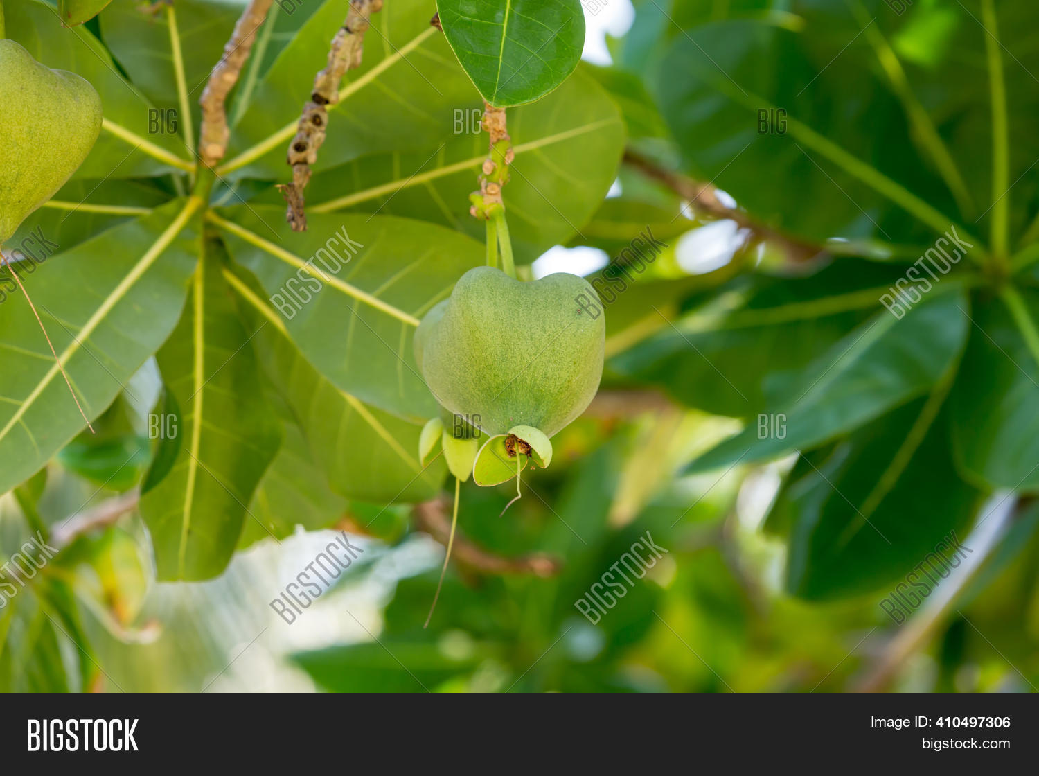 Fish Poison Tree Sea Image & Photo (Free Trial) | Bigstock