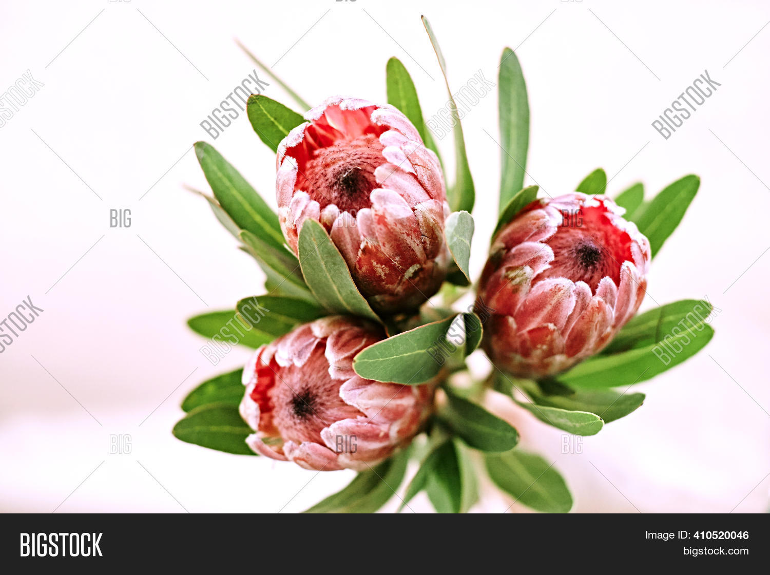 Protea Flowers Bunch. Image & Photo (Free Trial) | Bigstock