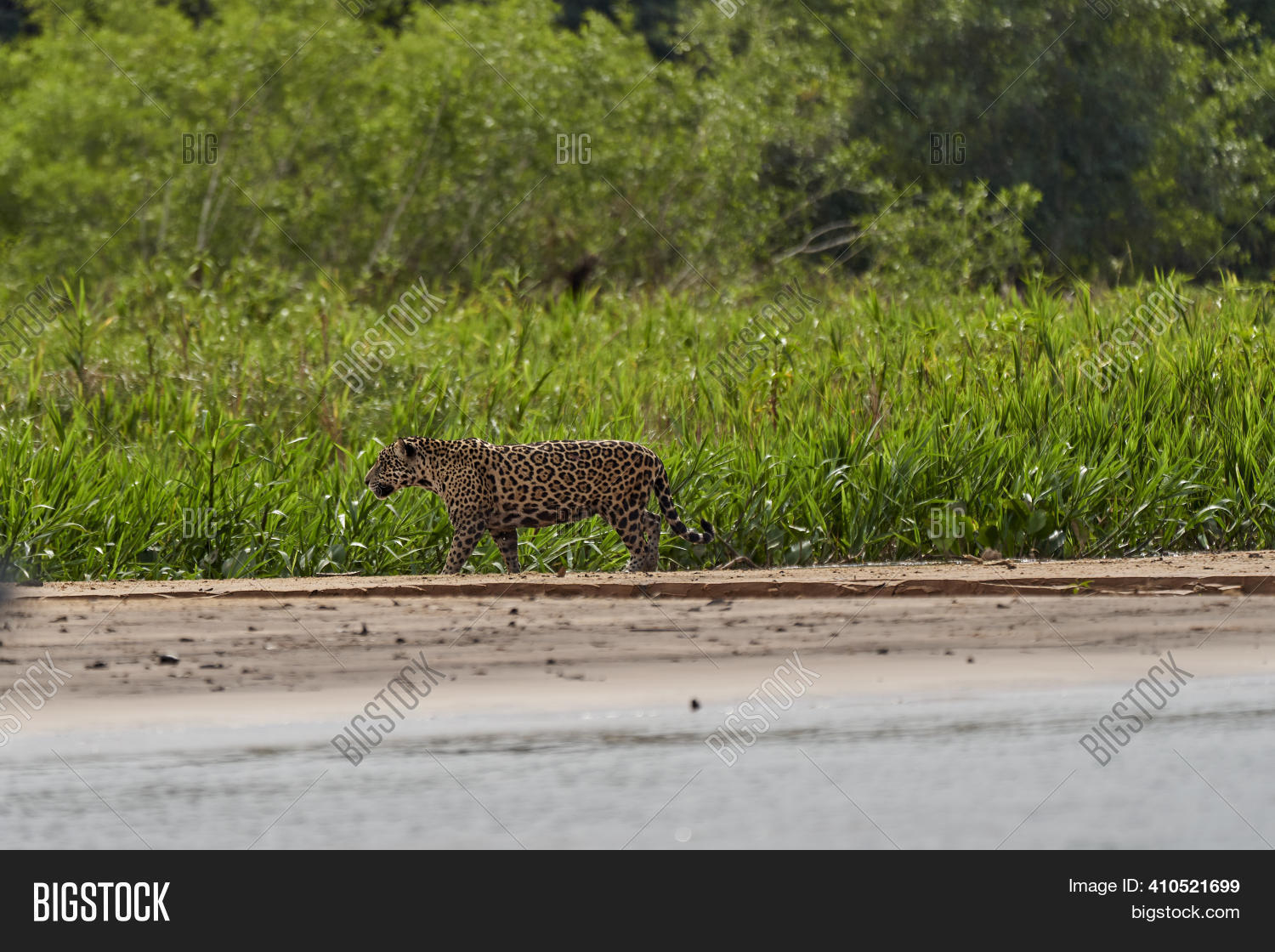 Jaguar, Panthera Onca Image & Photo (Free Trial) | Bigstock