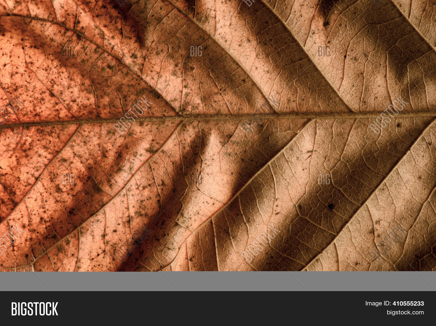 Dry Mango Leaves Image & Photo (Free Trial) | Bigstock