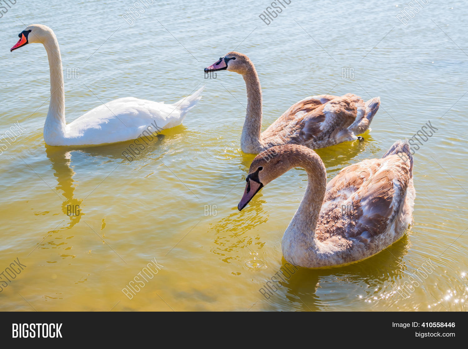 White Mute Swan Orange Image & Photo (Free Trial) | Bigstock