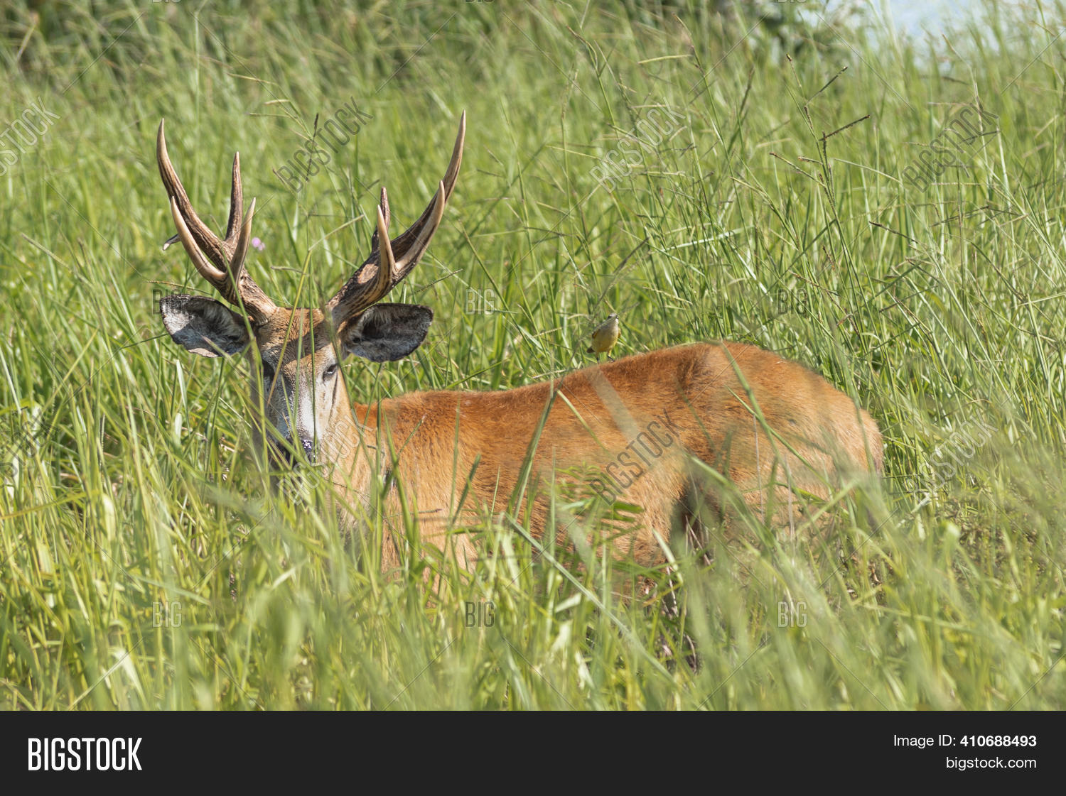 Marsh Deer Adult Male Image & Photo (Free Trial) | Bigstock