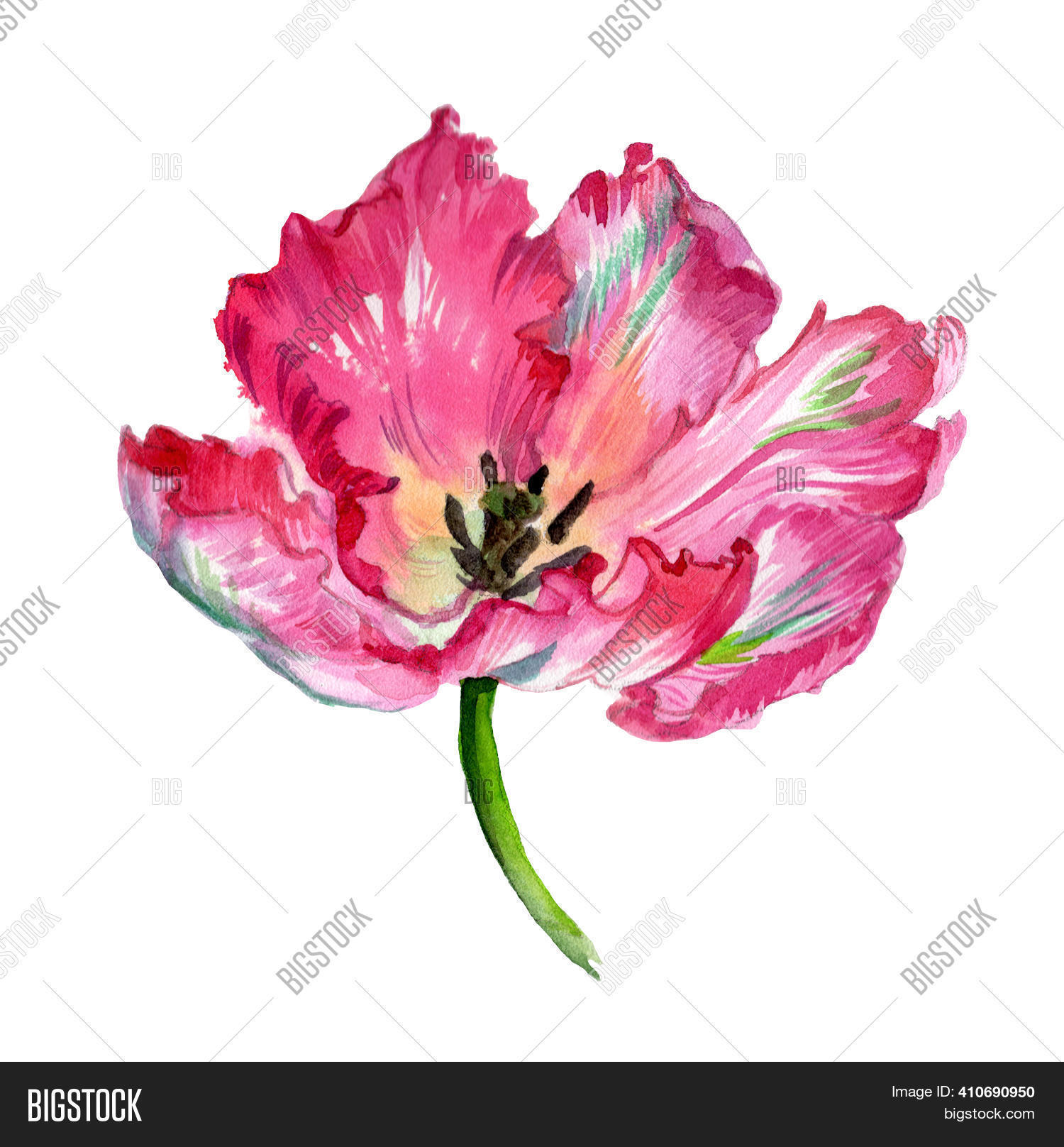 Watercolor Set Tulip Image & Photo (Free Trial) | Bigstock