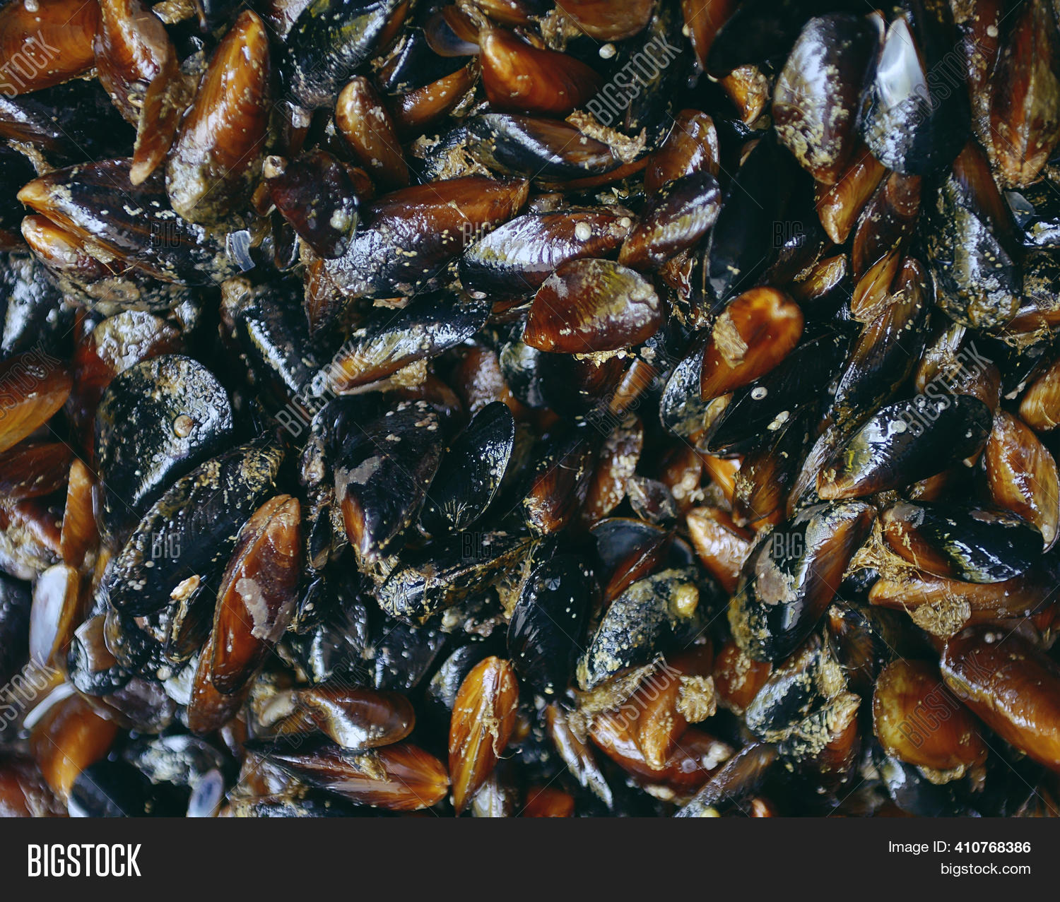 Close- Mussels. Image & Photo (Free Trial) | Bigstock