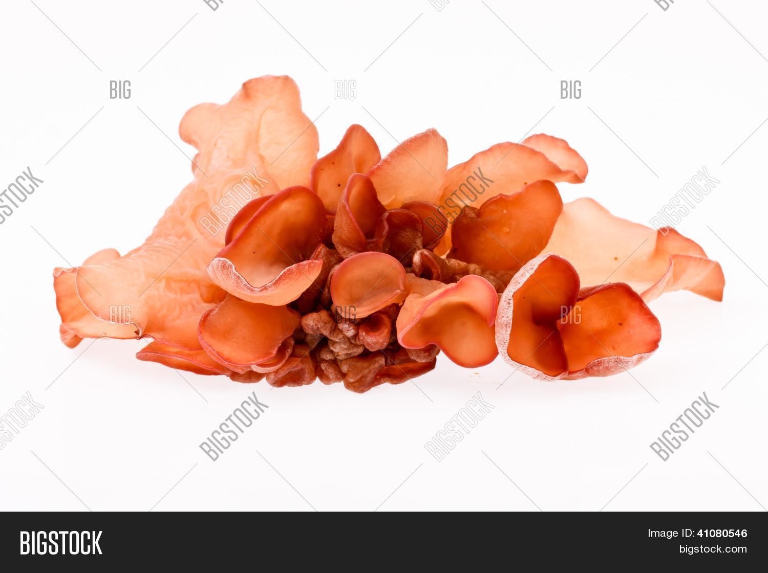 Tree Ear Mushroom On Image & Photo (Free Trial) | Bigstock