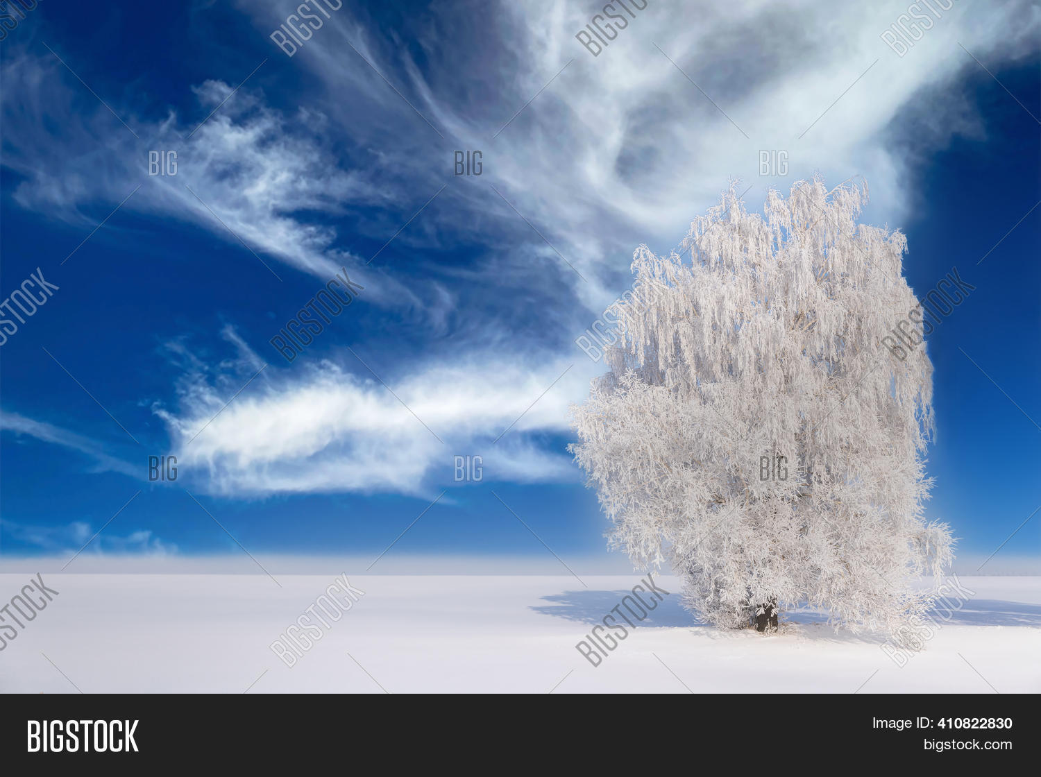 Poplar Branches Tree Image & Photo (Free Trial) | Bigstock
