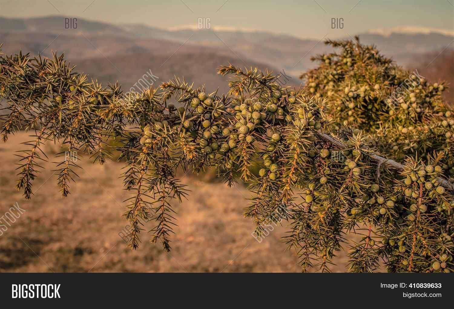 Juniper Branch Berries Image & Photo (Free Trial) | Bigstock