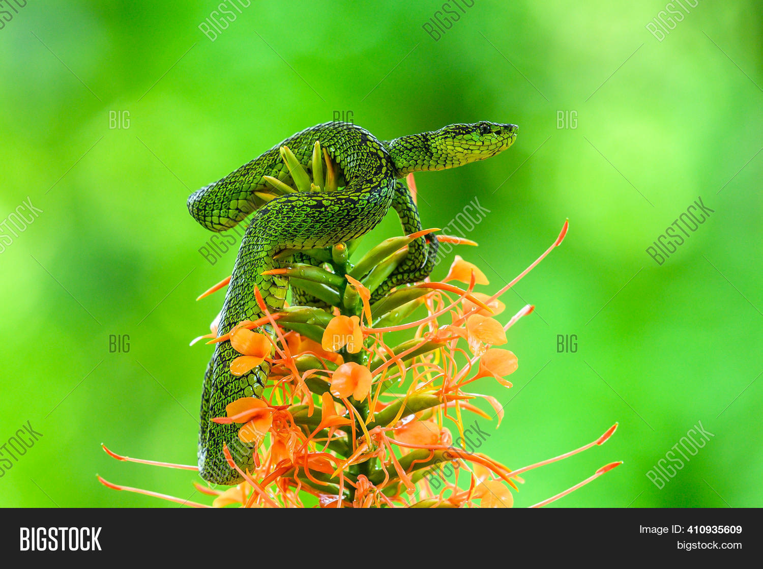 Bothriechis Lateralis Image & Photo (Free Trial) | Bigstock