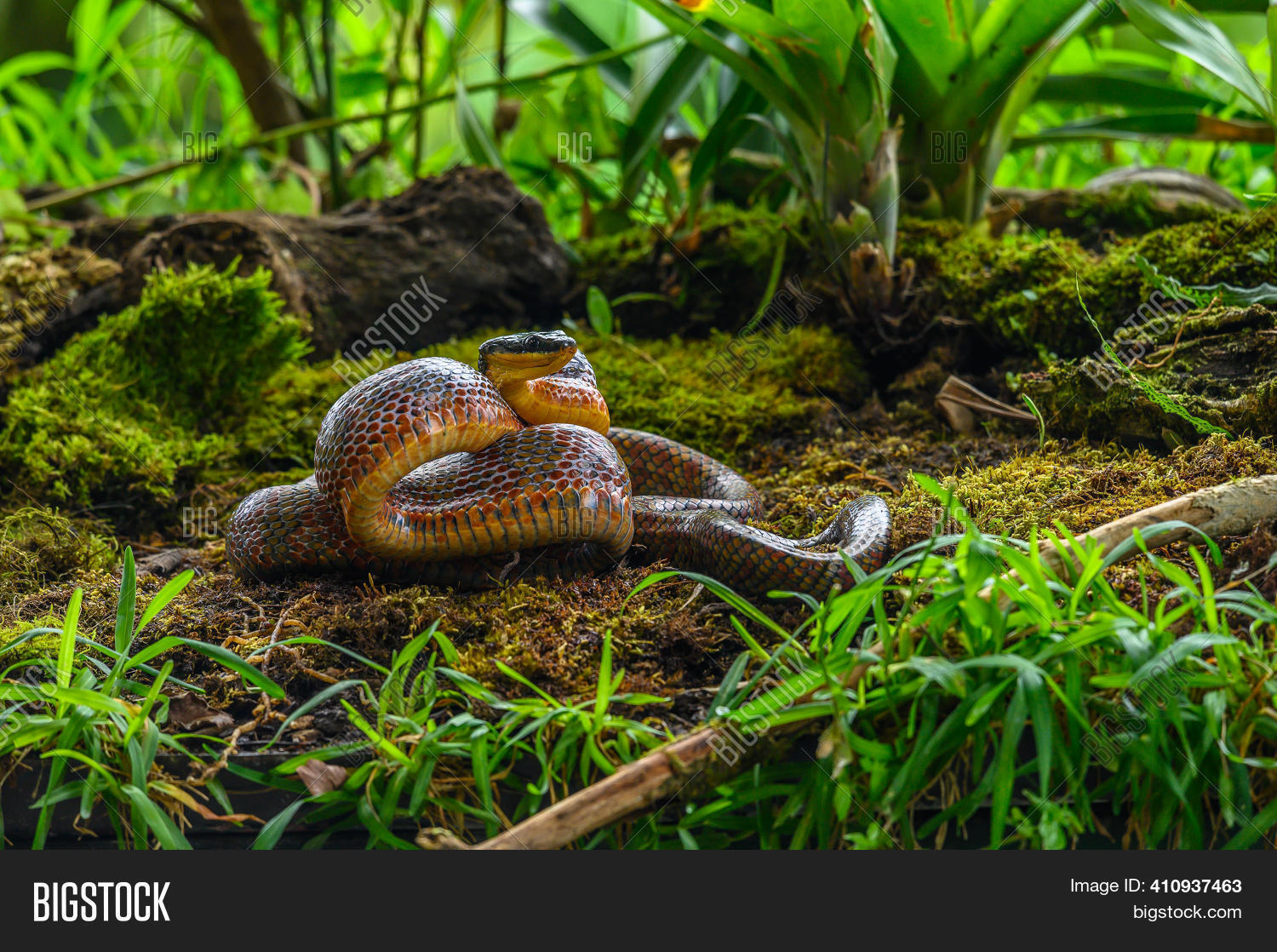 Puffing Snake - Image & Photo (Free Trial) | Bigstock