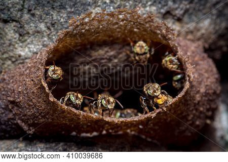 Little Angel Bees Image & Photo (Free Trial) | Bigstock