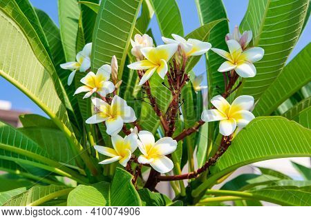 Frangipani Tree White Image & Photo (Free Trial) | Bigstock