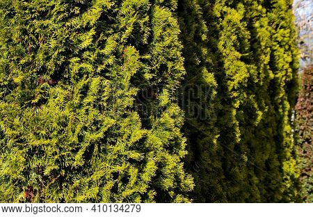 This Conically Growing Image & Photo (Free Trial) | Bigstock