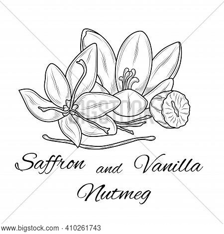 Saffron, Nutmeg Vector & Photo (Free Trial) | Bigstock