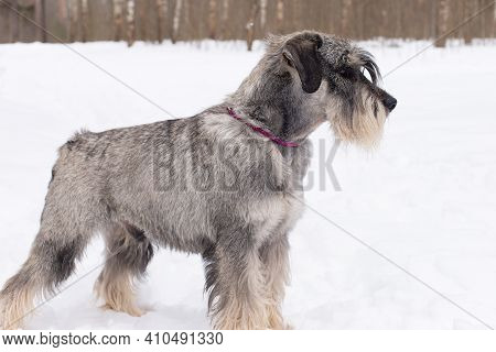 Miniature Schnauzer, Image & Photo (Free Trial) | Bigstock