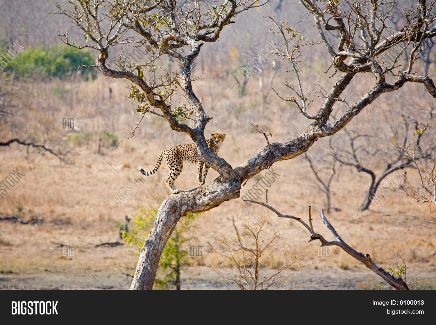 Cheetah Tree Image & Photo (Free Trial) | Bigstock