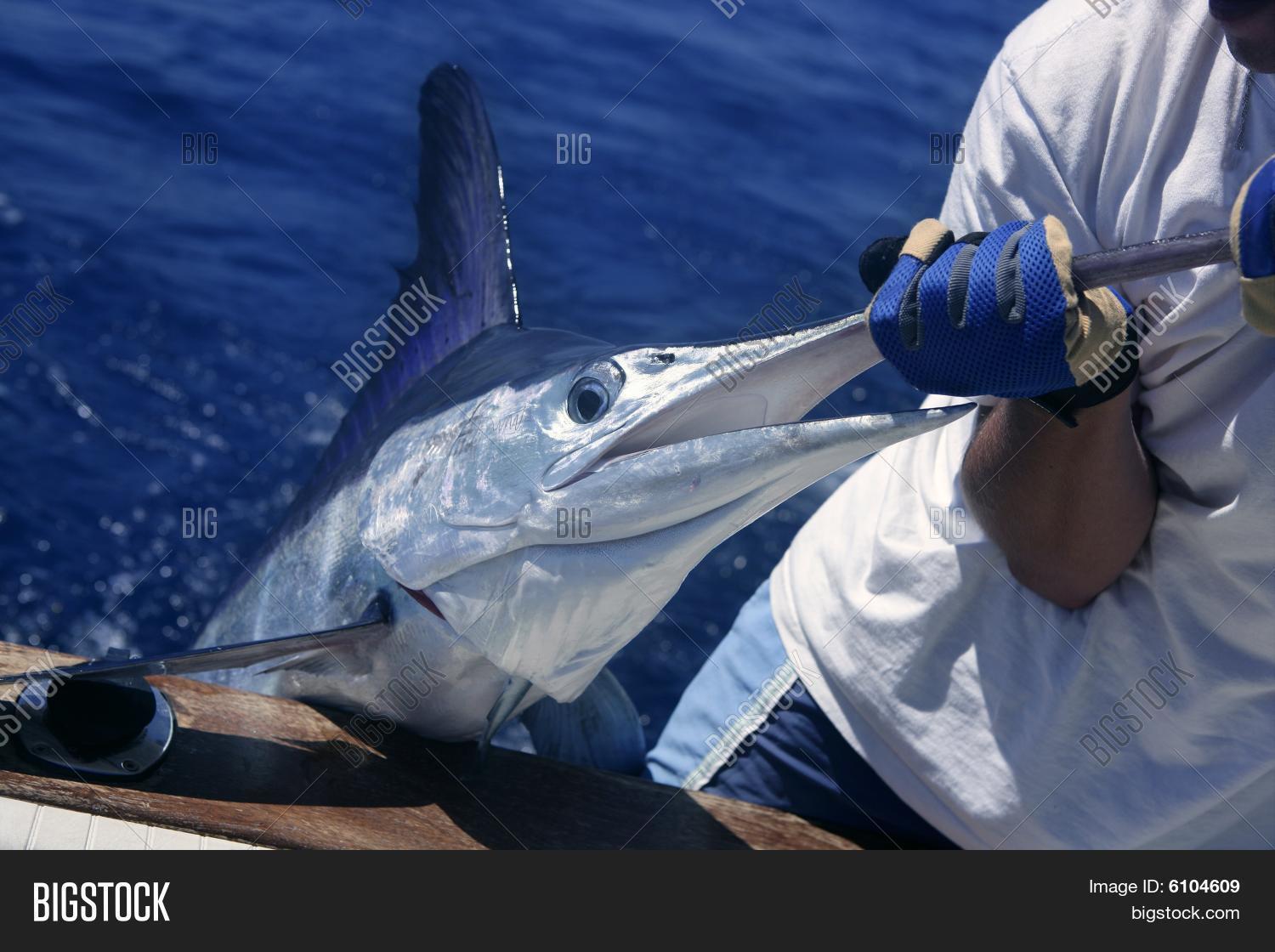 Billfish White Marlin Image & Photo (Free Trial) | Bigstock