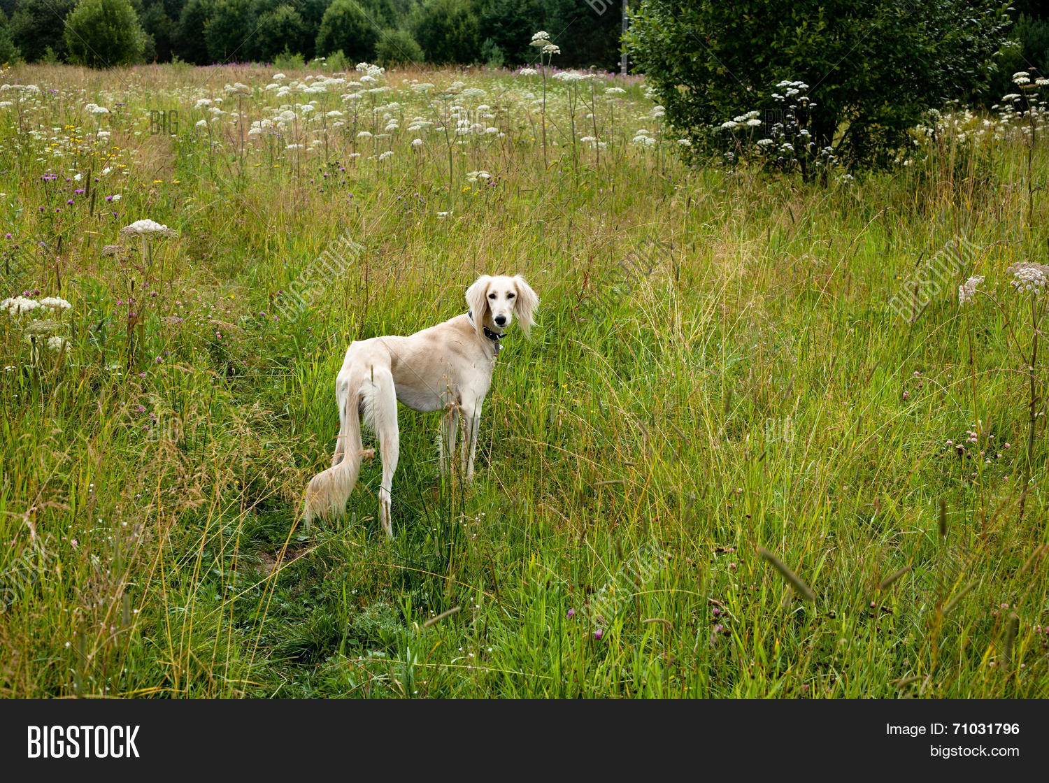 Standing White Saluki Image & Photo (Free Trial) | Bigstock