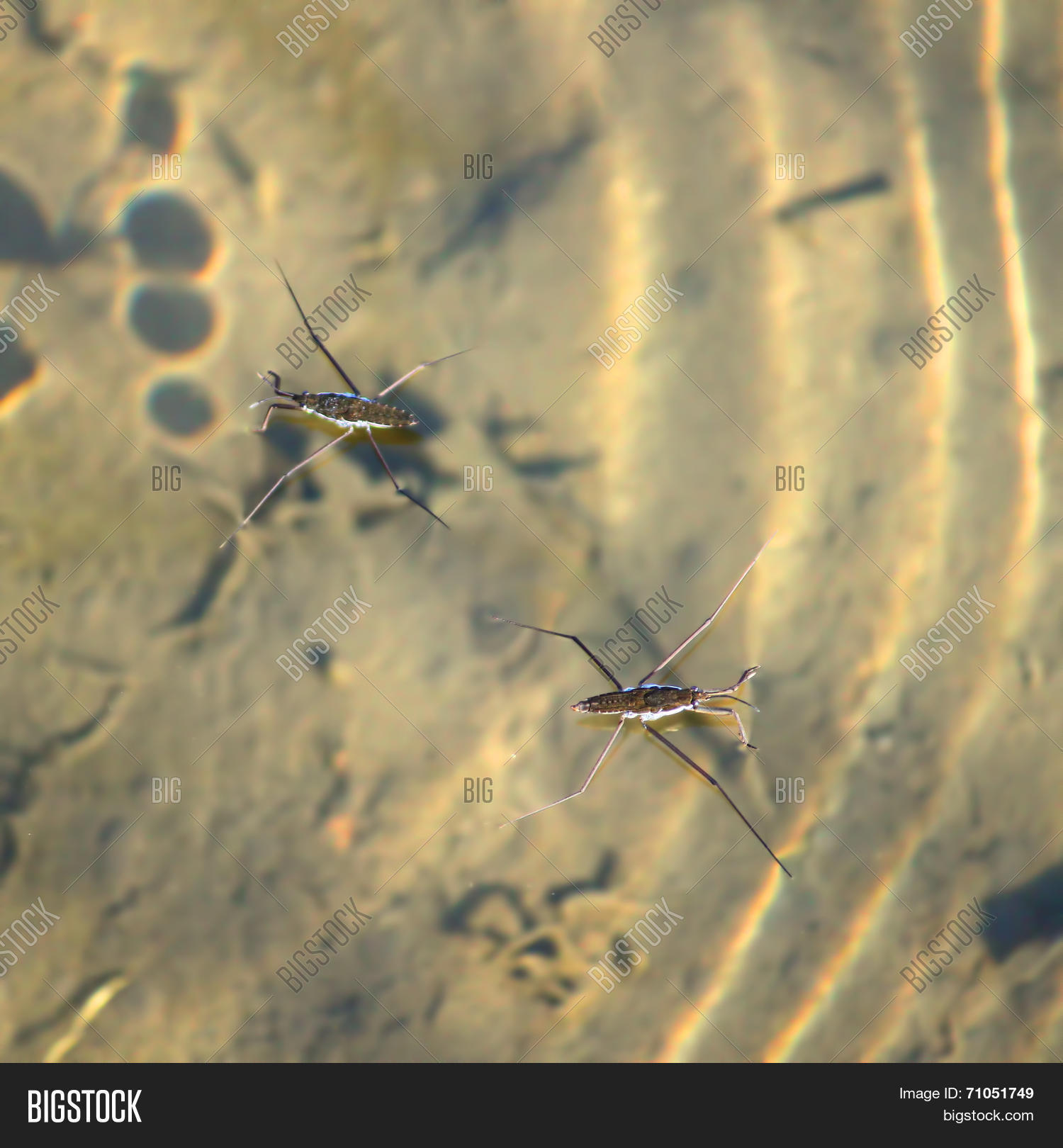 Common Water Strider ( Image & Photo (Free Trial) | Bigstock