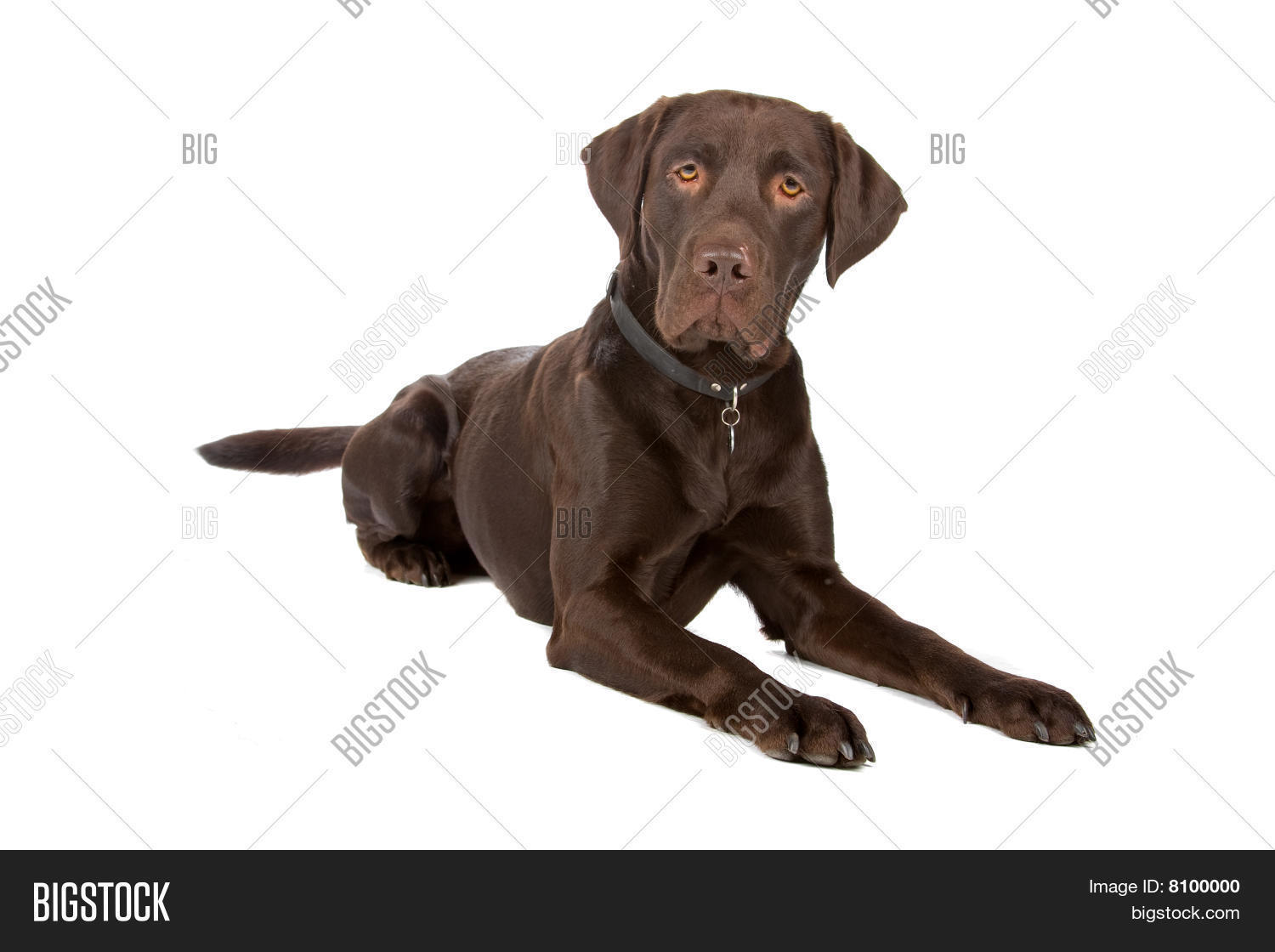Mixed Breed Dog. Half Image & Photo (Free Trial) | Bigstock