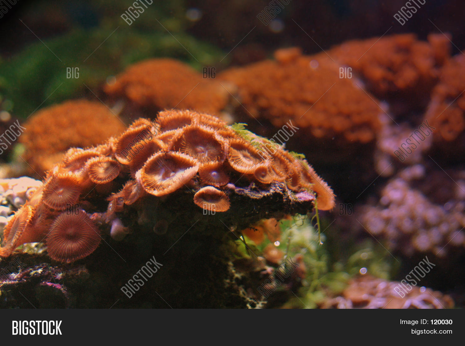 Sea Mushroom Image & Photo (Free Trial) | Bigstock