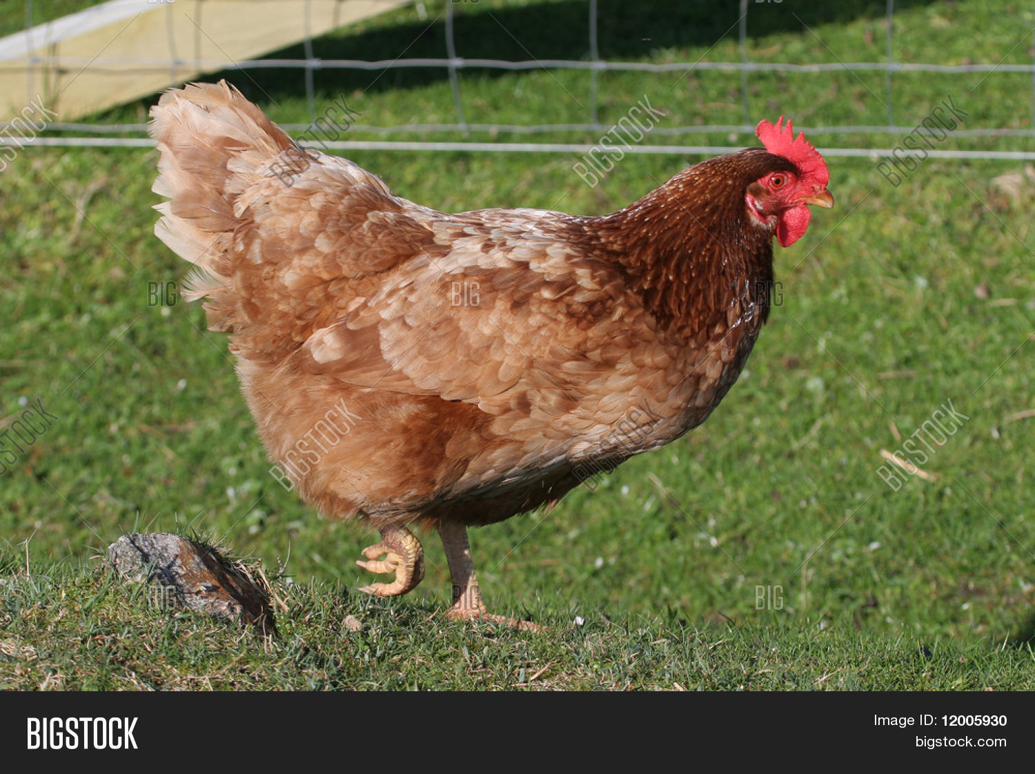 Bovan Goldline Hen Image & Photo (Free Trial) | Bigstock